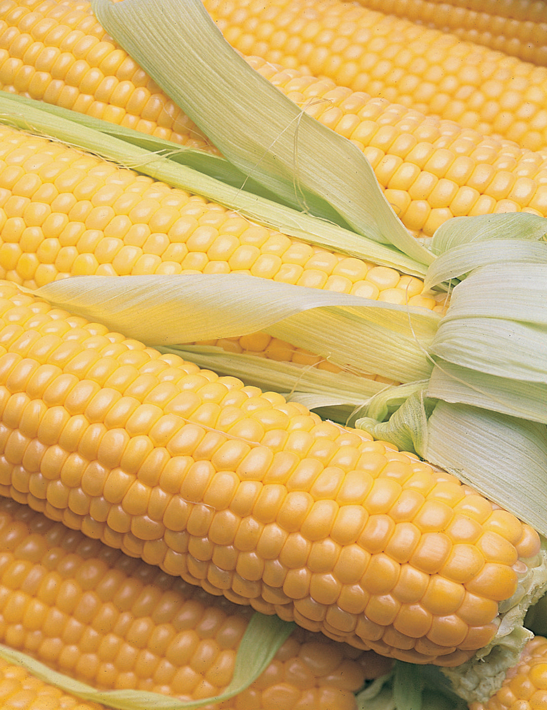 Terrific F1 Sweet Corn Seeds (Value Pack) | Mr Fothergill's NZ