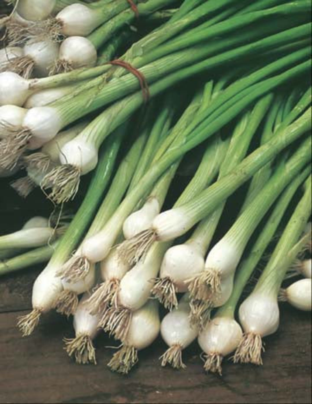 White Lisbon Spring Onion Value Pack | Mr Fothergill’s Seeds NZ