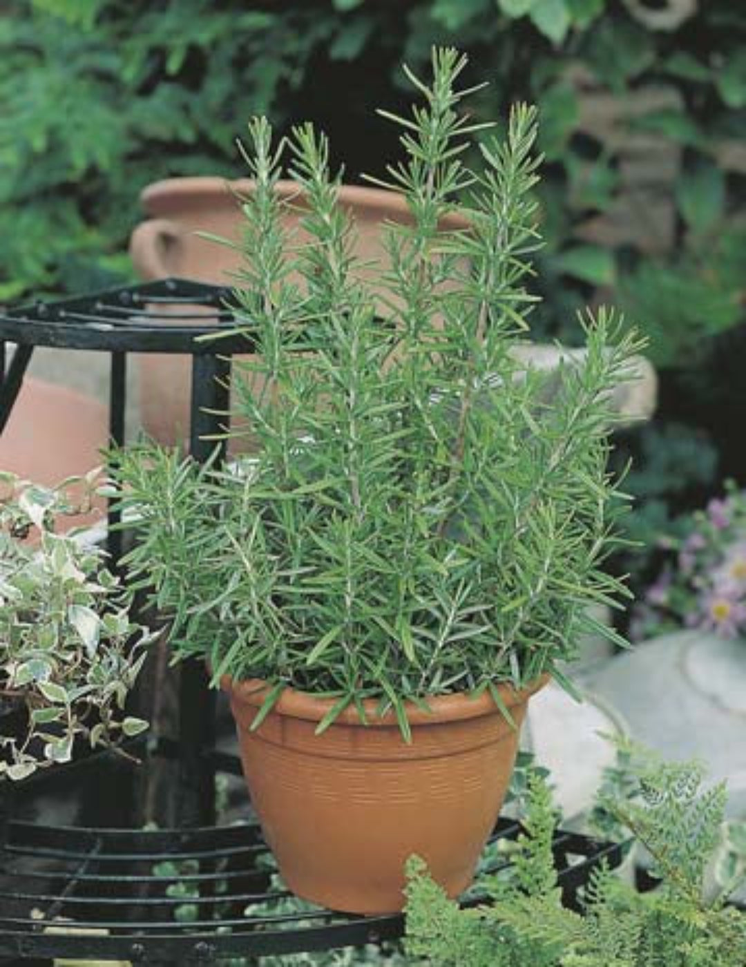 Remembrance Rosemary Seeds | Mr Fothergill's Seeds NZ