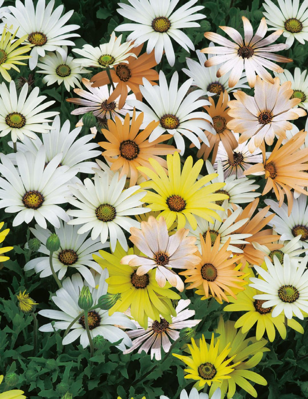Seeds to Plant in Spring | Flower Seeds | Mr Fothergill's