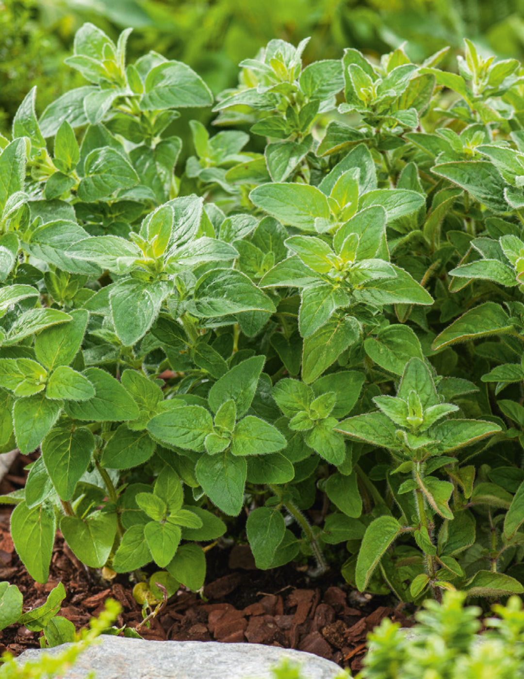 Oregano Seeds | Mr Fothergill's Seeds NZ