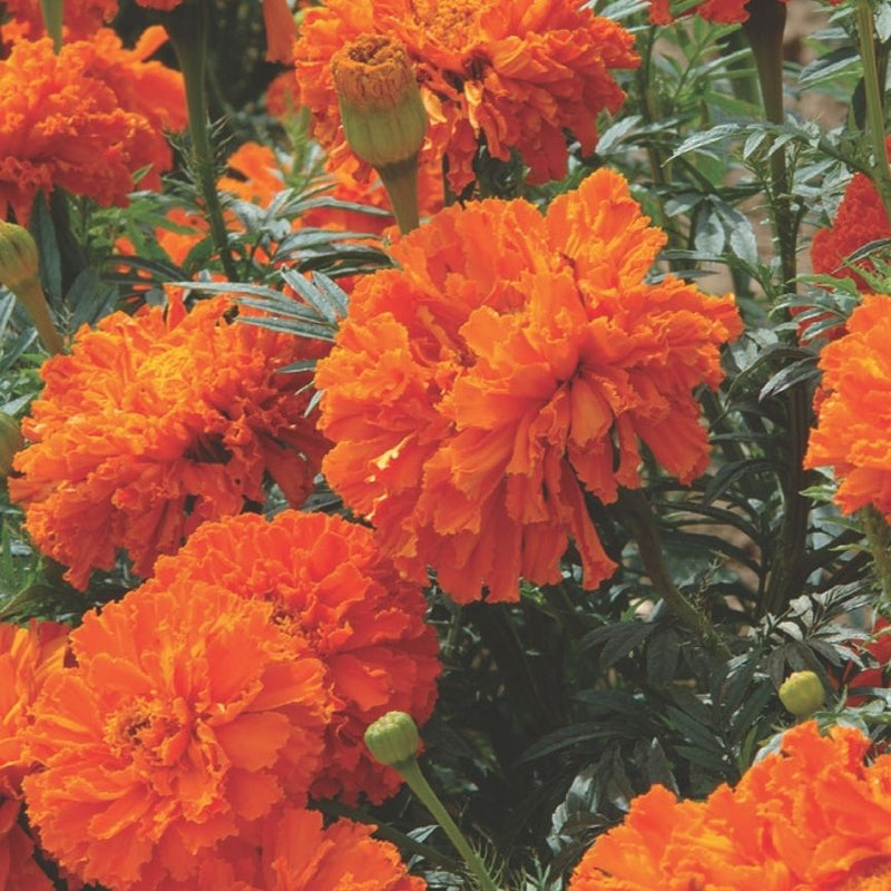 How to Grow Marigolds | Growing Guide | Mr Fothergill’s Seeds NZ