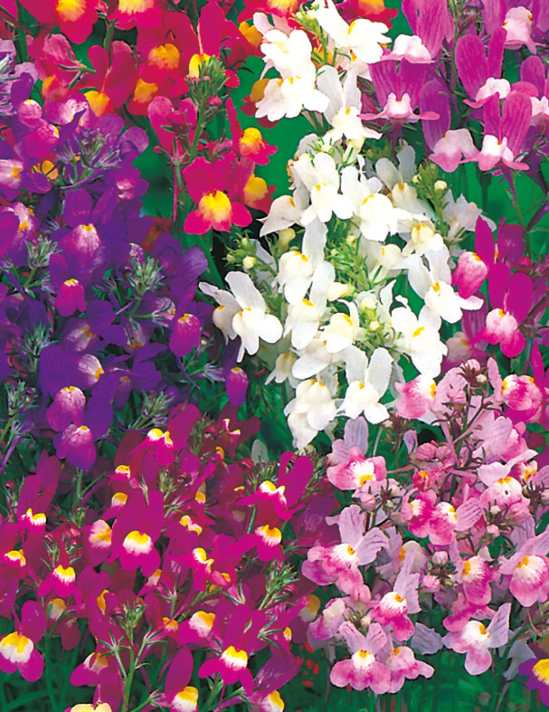Linaria Fairy Bouquet Seeds | Mr Fothergill's Seeds NZ