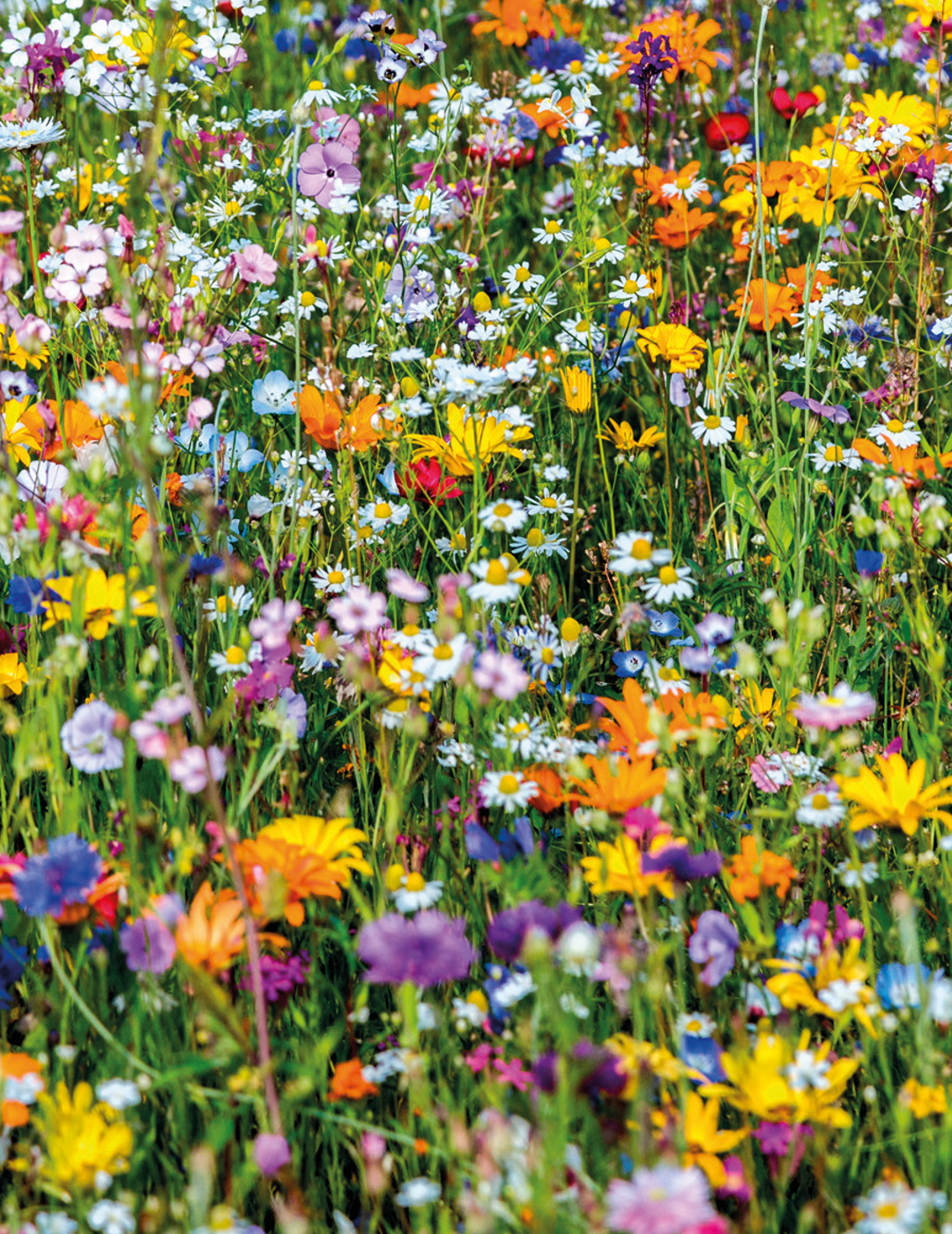 Beneficial Insect Seeds Mixed | Mr Fothergill's Seeds NZ