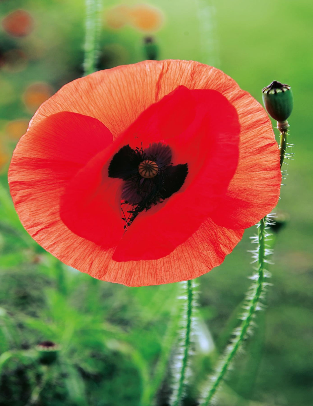 Flanders Red Remembrance Poppy Seeds | Mr Fothergill's Seeds NZ