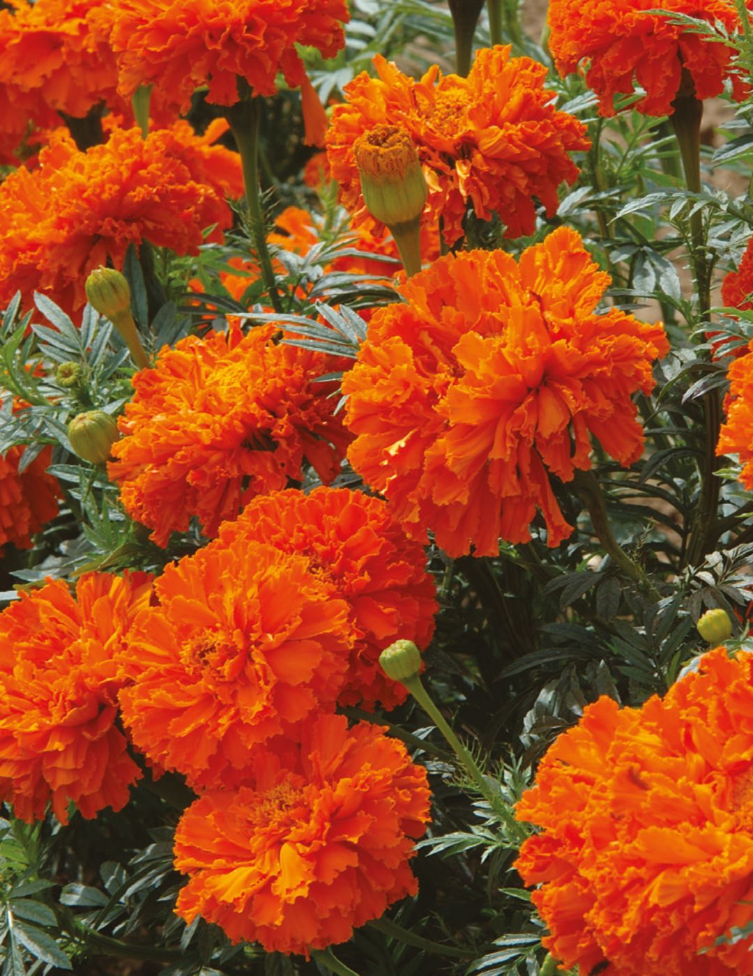 Kees' Orange Marigold Seeds | Mr Fothergill's Seeds NZ