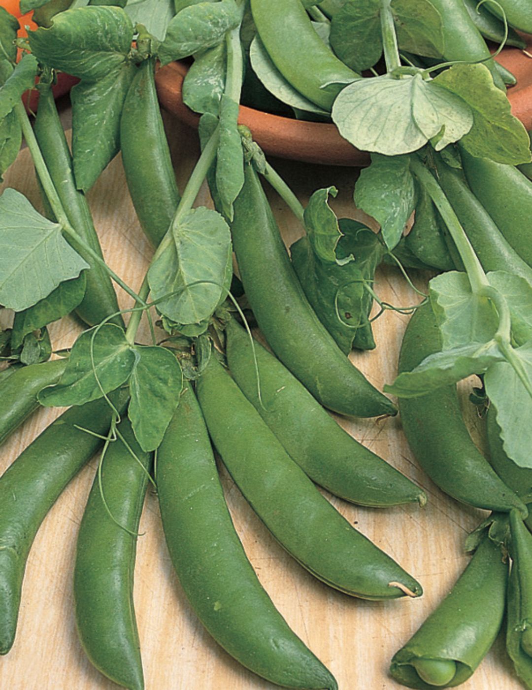 Dwarf Sugar Snap Pea Seeds | Mr Fothergill's Seeds NZ